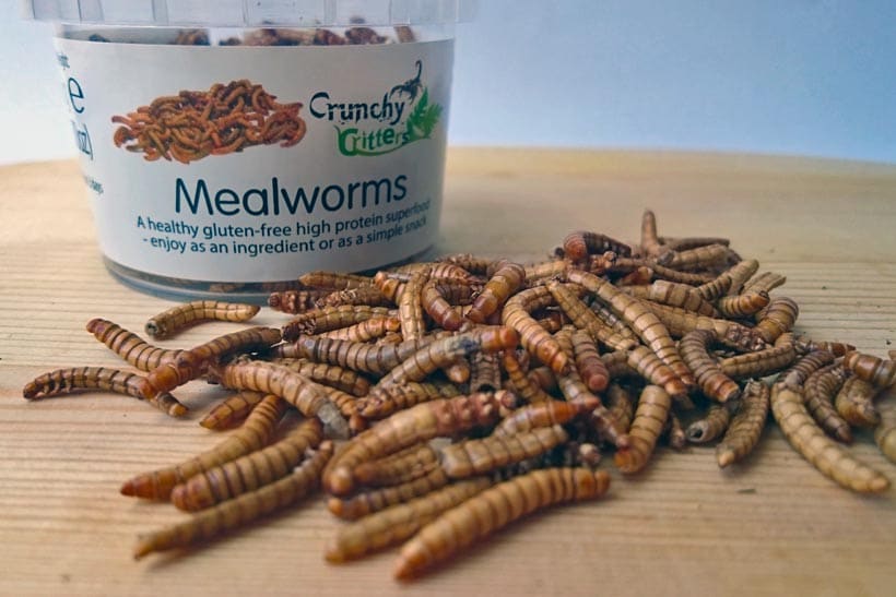 Entomophagy, Simplified: Why You Should Start Eating Insects Today ...